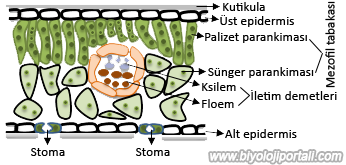 Fotosentez ve Gerçekleştiği Yapılar Biyoloji Konu Anlatımı Ders Notları ...